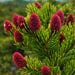 50 Red Spruce Seeds (picea Rubens), Native Evergreen Conifer Tree - Etsy