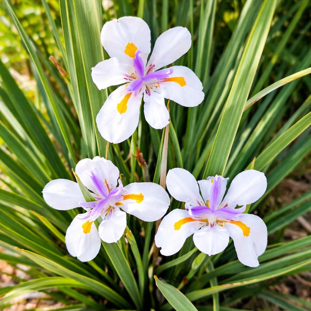 30 African Iris Seeds (dietes Iridioides), Fortnight Lily Ornamental ...