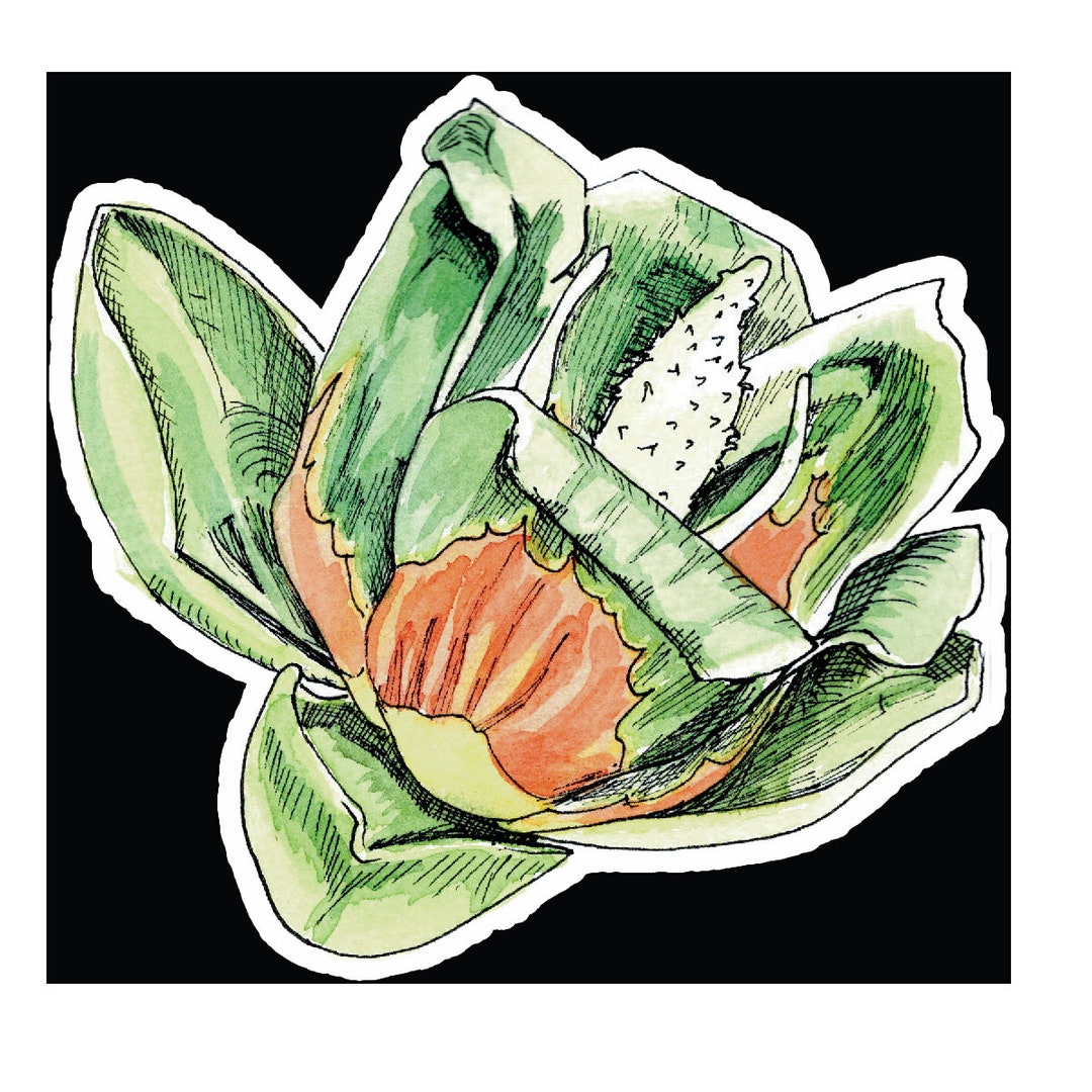 Tulip Poplar Watercolor Sticker - Etsy