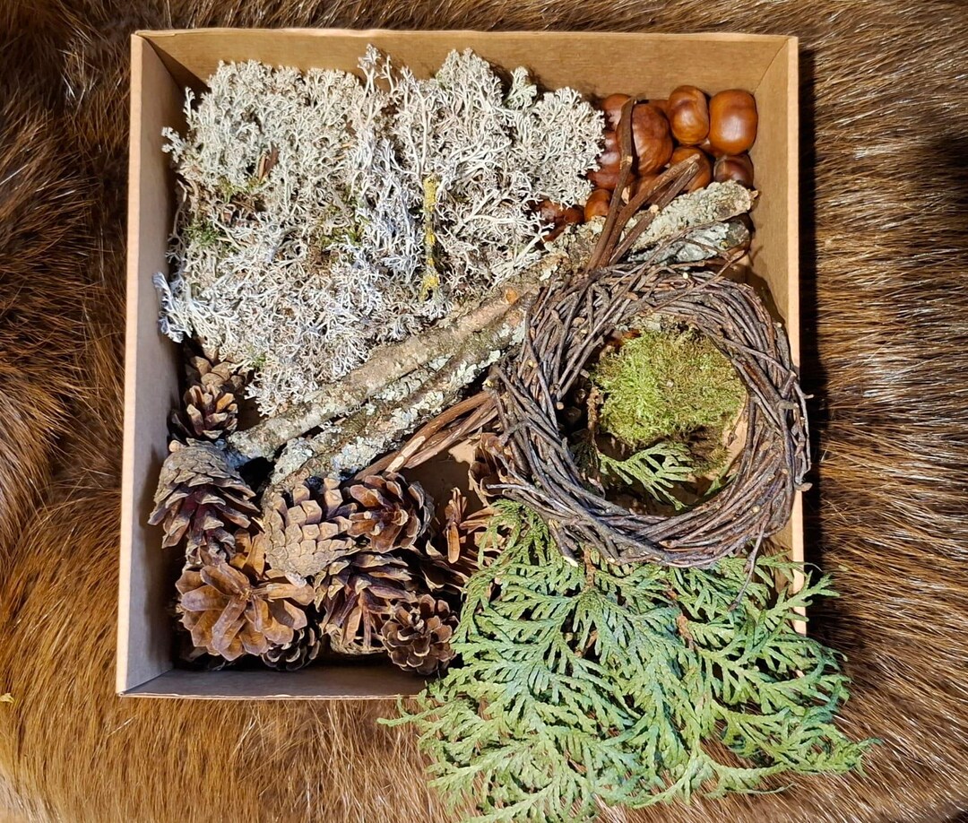 Woodland Craft Kit: Natural Dried Materials for Floristry & Decor - Etsy