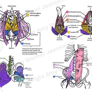 Pelvic Floor Anatomy Postcard Digital Download - Etsy