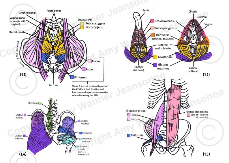 Pelvic Floor Anatomy Postcard Digital Download - Etsy