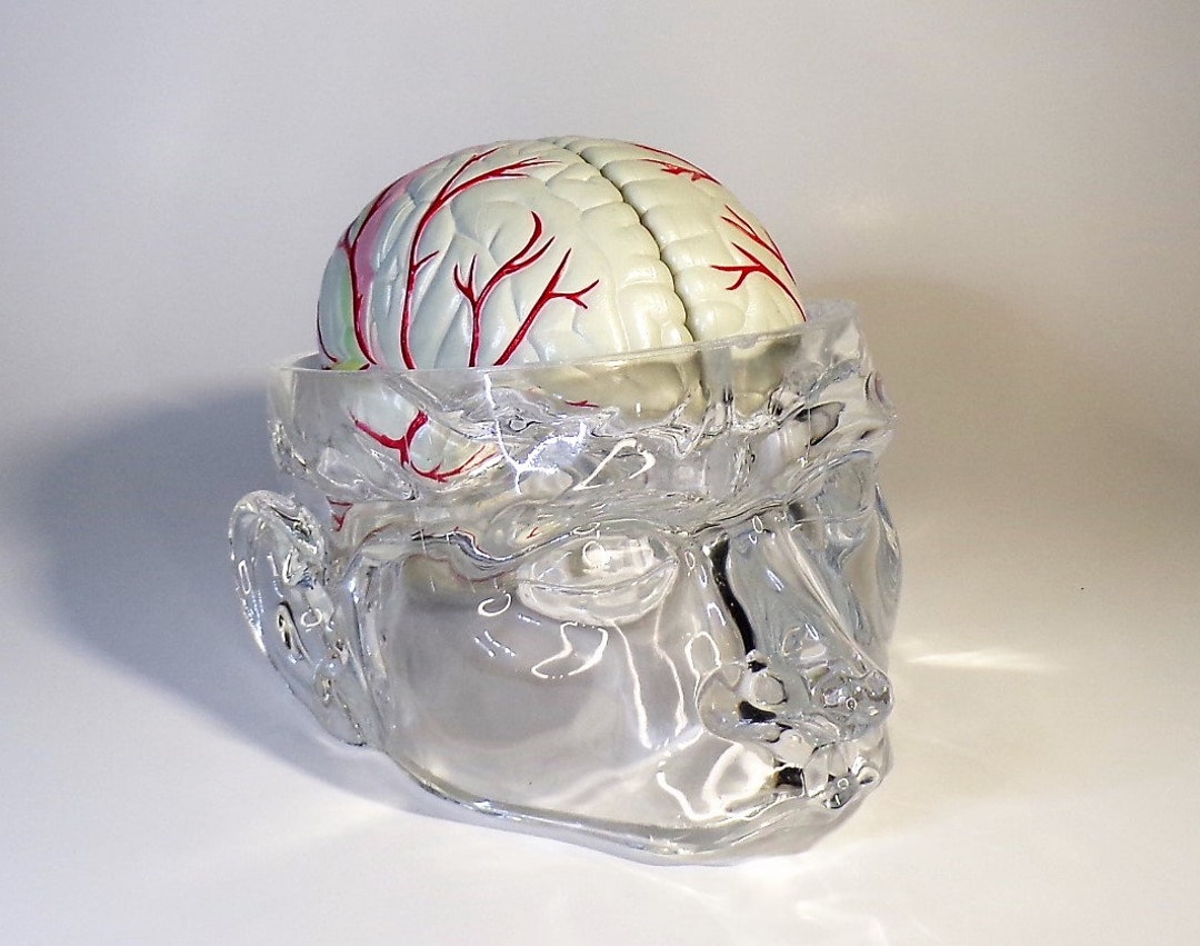 Medical Model, Clear Lucite Head & Rubber Brain. 5 Parts. Complete. - Etsy
