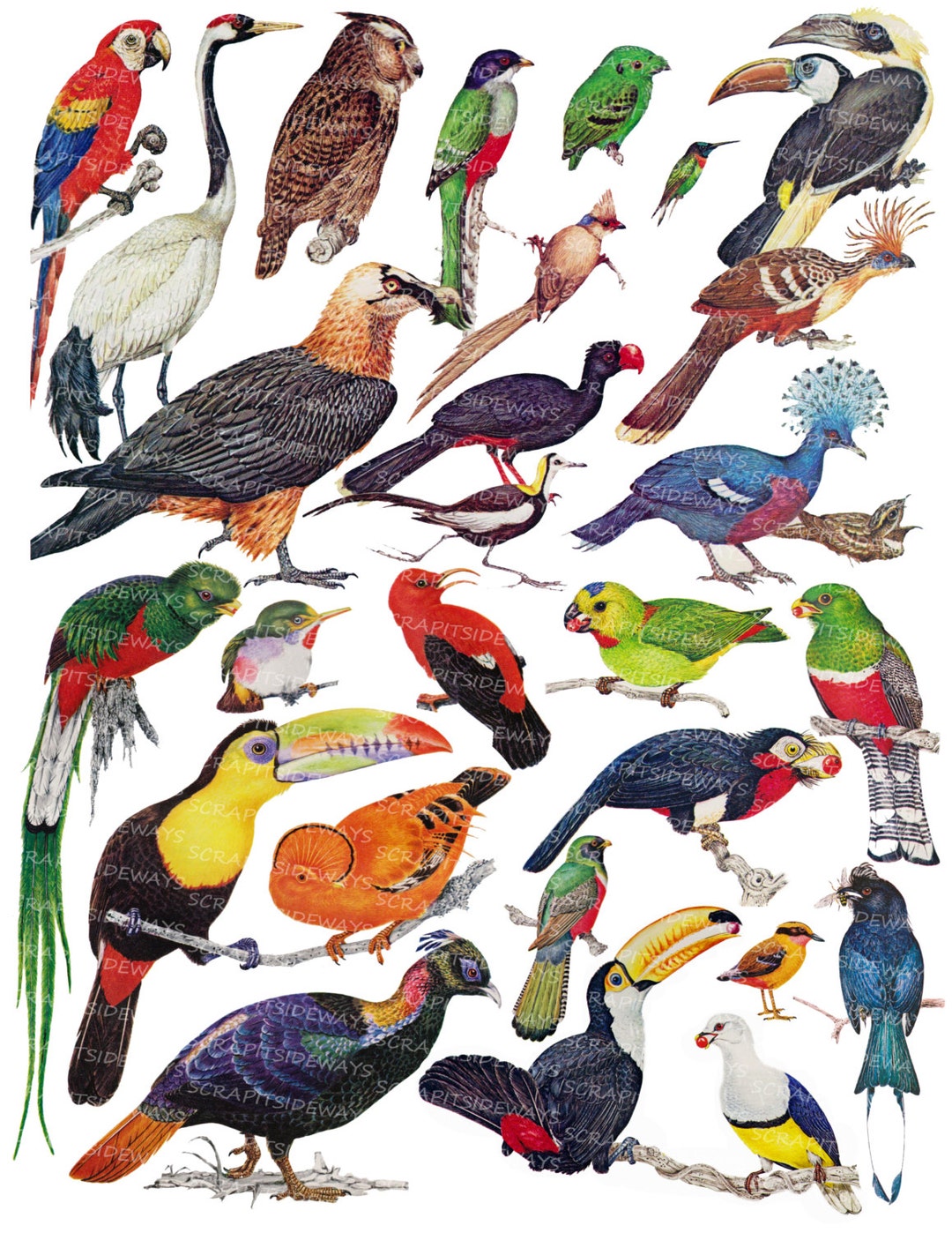 Colorful Birds Digital Collage Sheet Vintage Owl Tropical INSTANT ...