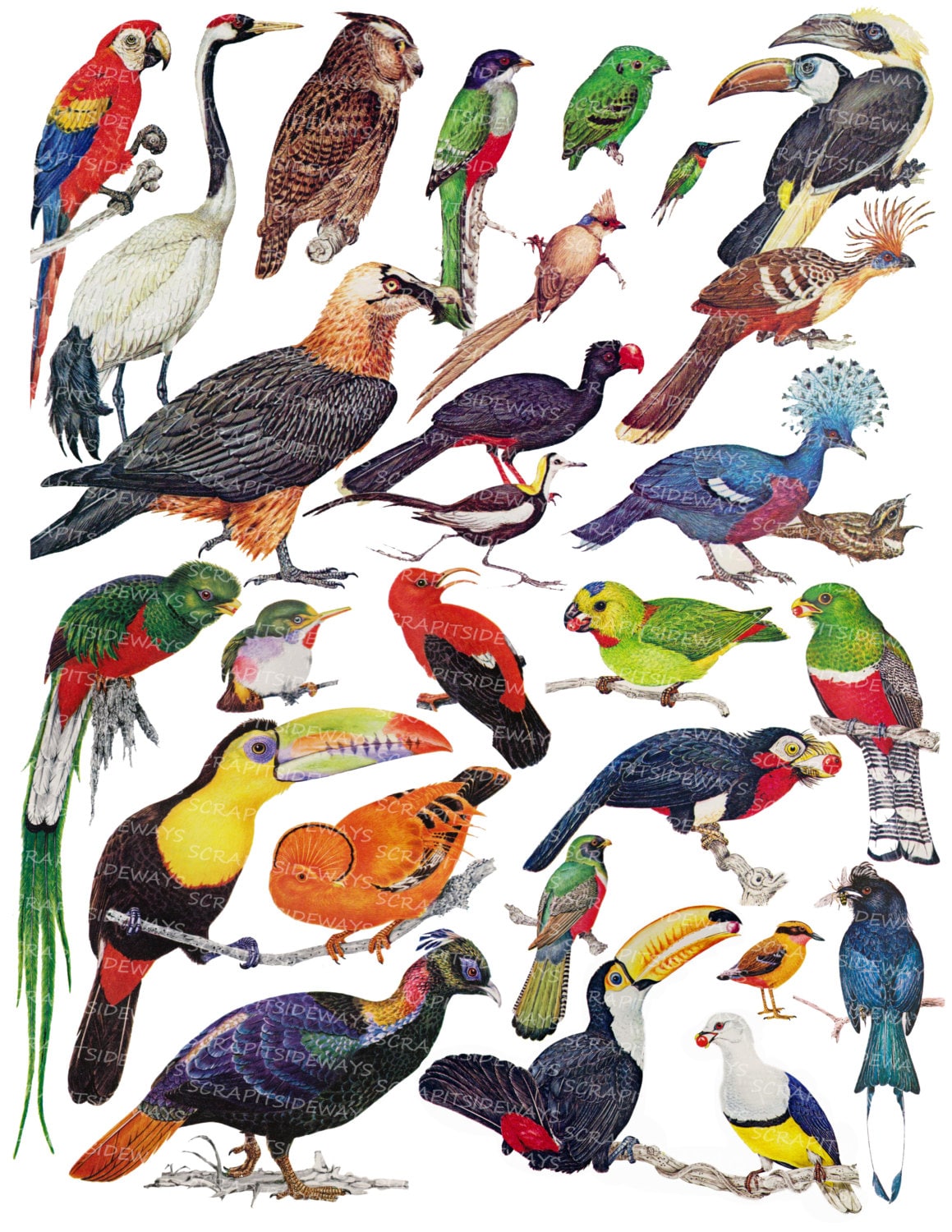 Colorful Birds Digital Collage Sheet Vintage Owl Tropical - Etsy