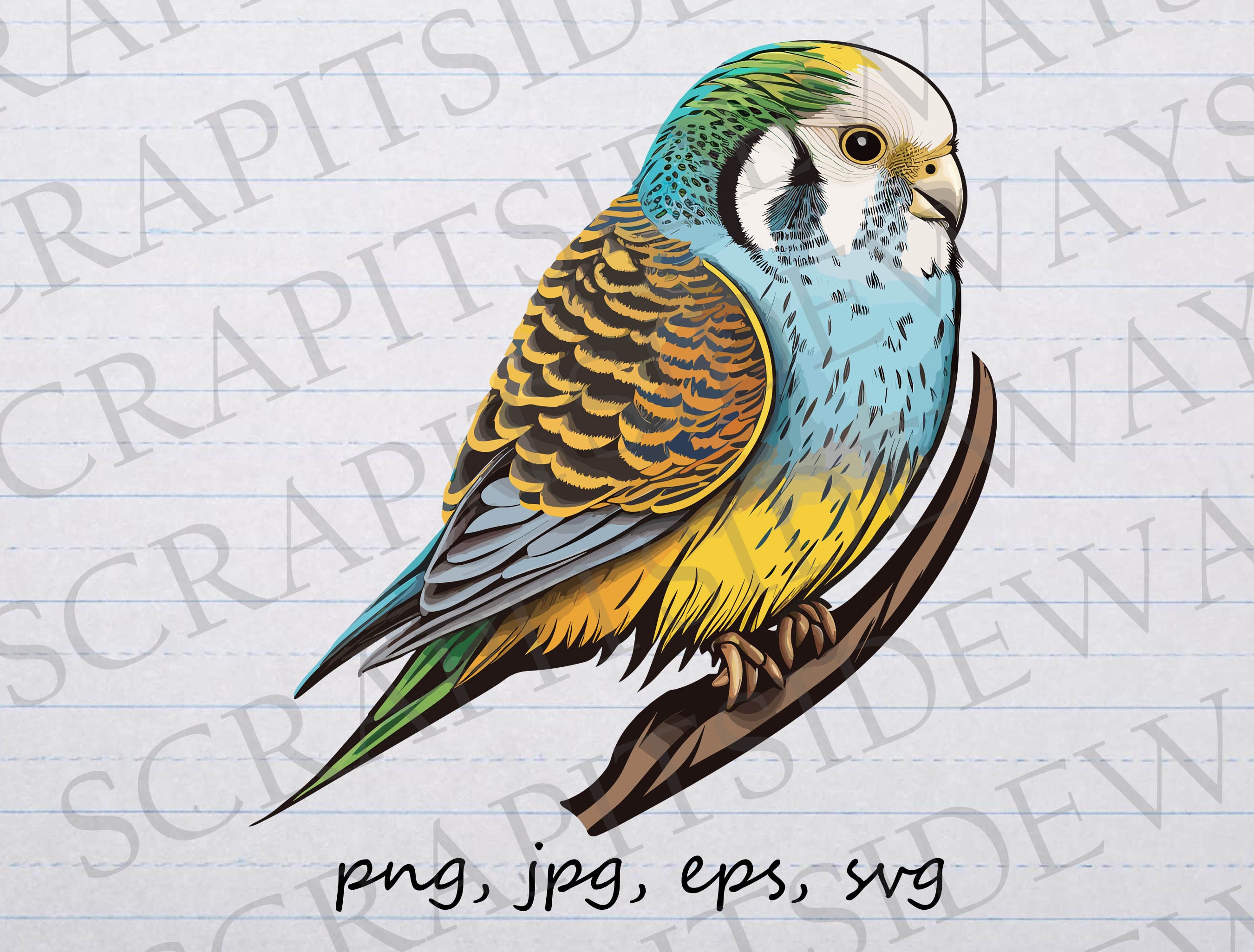 Cute Budgie Clipart Vector Graphic Svg Png Jpg Eps Bird - Etsy