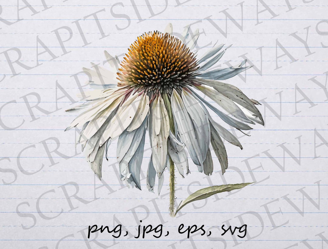 Watercolor Coneflower Clip Art Clipart Vector Graphic Svg Png Jpg Eps ...