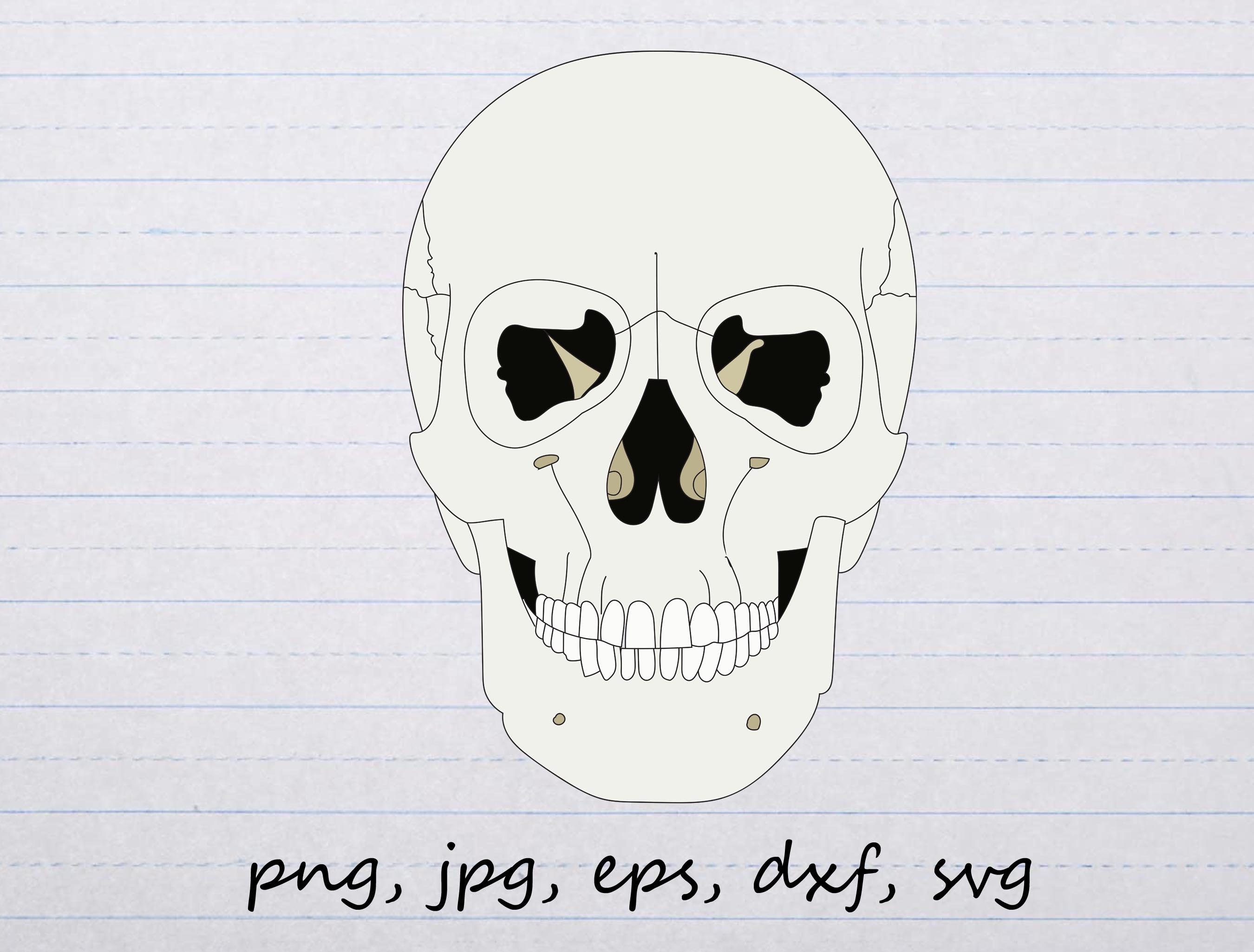 Realistic Skull Skeleton Cranium Bones Clipart Vector Graphic - Etsy
