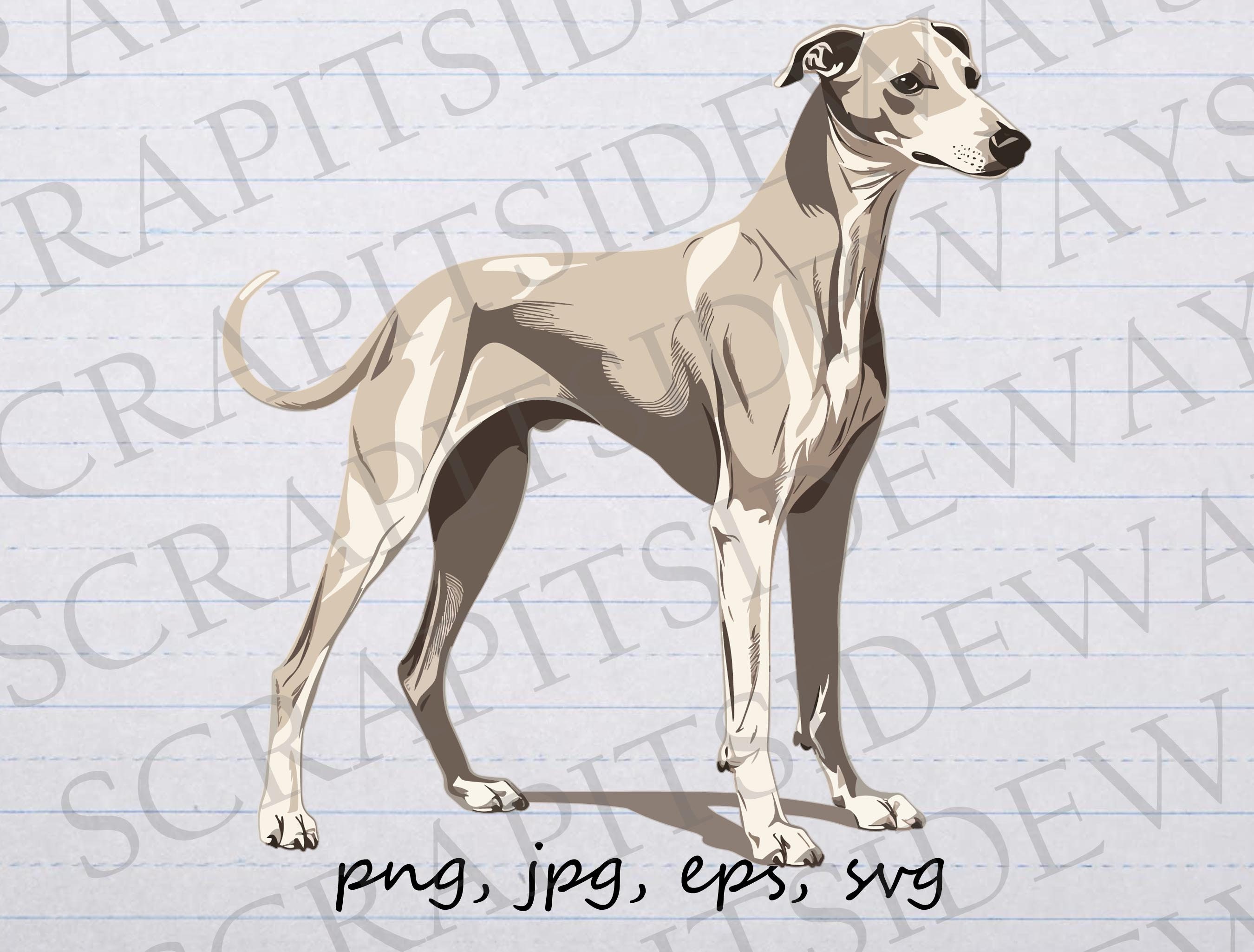 Full Body Whippet Clipart Vector Graphic Svg Png Jpg Eps POD Design Dog ...