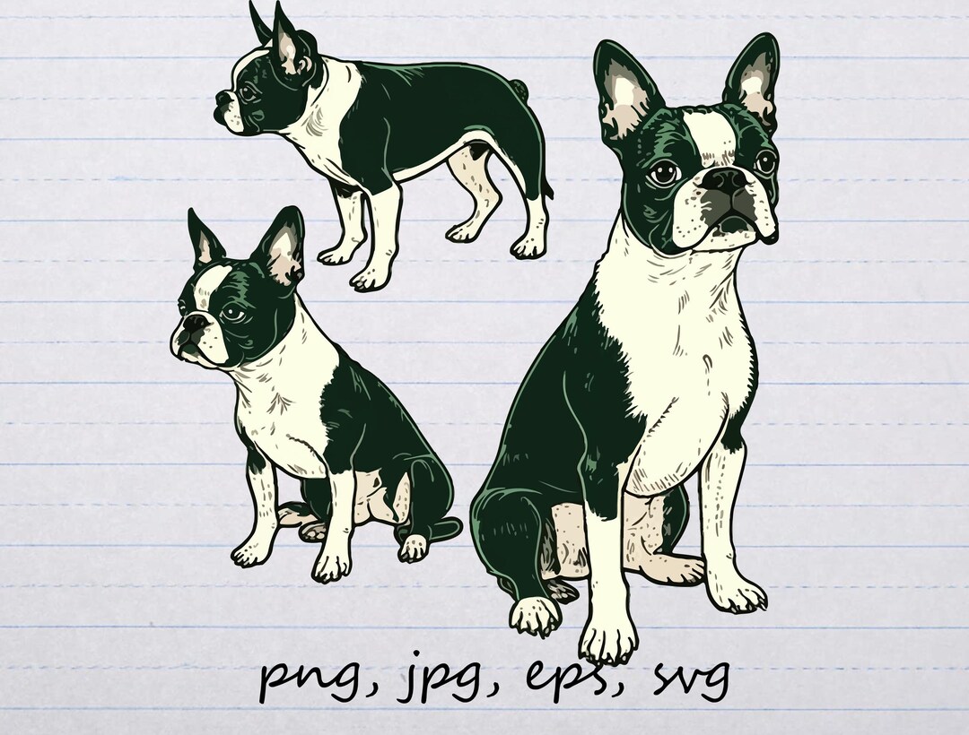 Boston Terriers Clipart Vector Graphic Svg Png Jpg Eps Puppy Dog Boston ...