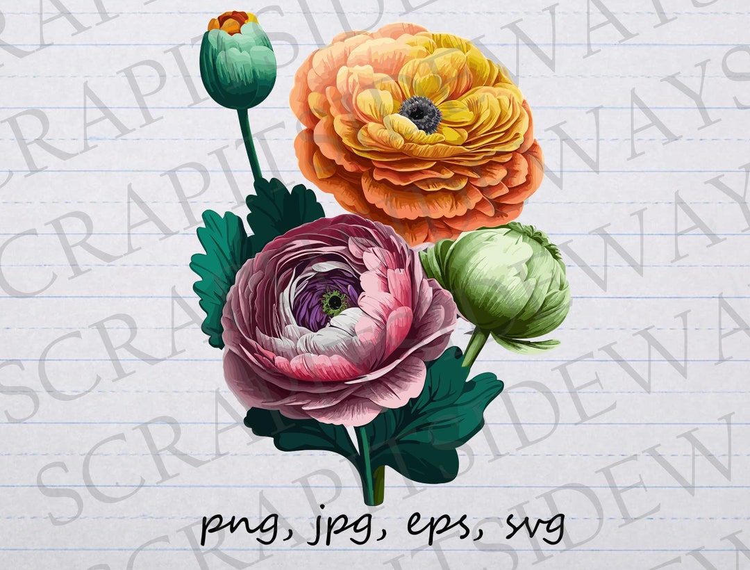 Multicolored Ranunculus Flowers Clipart Vector Graphic Svg Png Jpg Eps ...