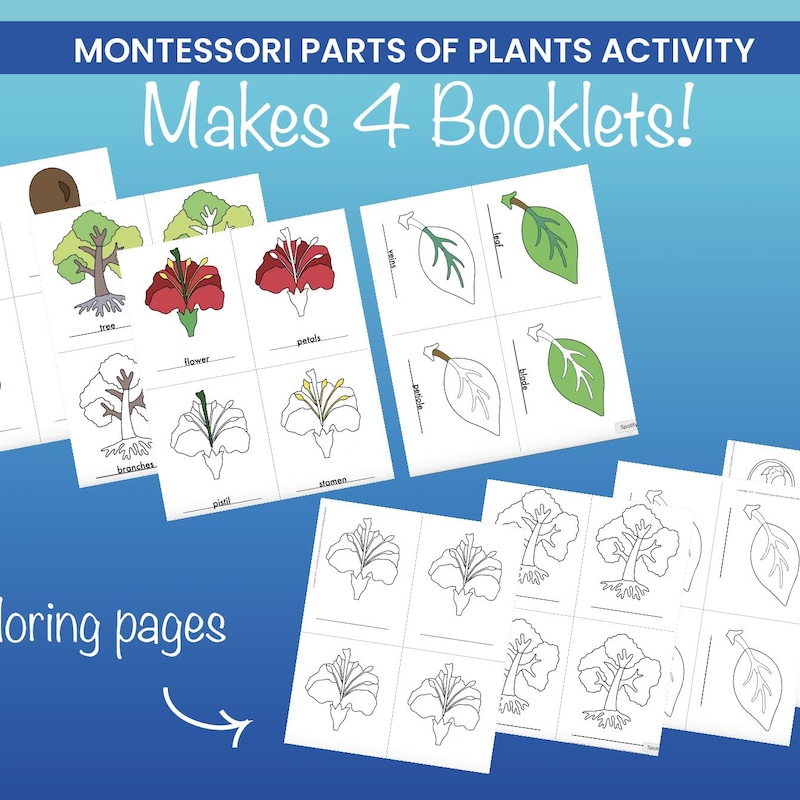 Montessori Flower Botany - Etsy