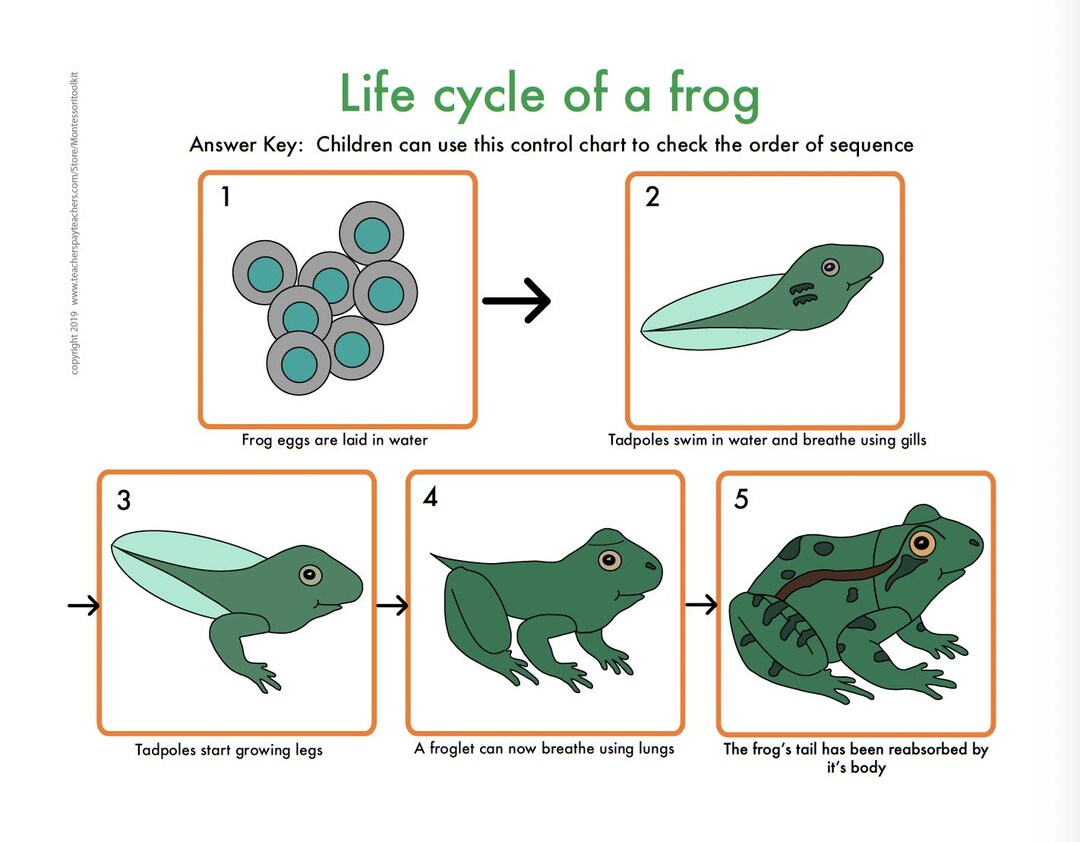 Life Cycle Science Worksheets BUNDLE OF 4, Plant, Butterfly, Chicken ...