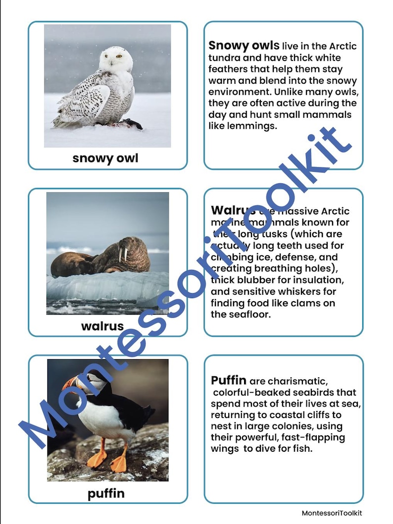 Arctic and Antarctic Animals Montessori Activity, Polar Regions Animal ...