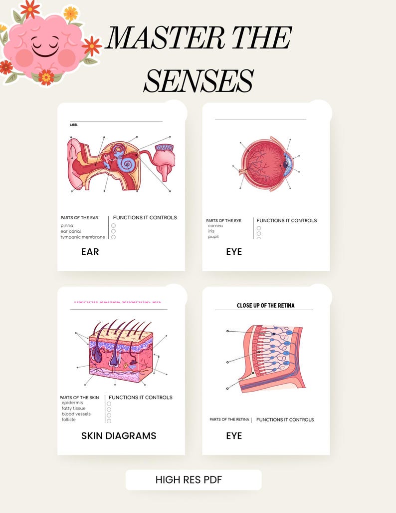 Neuroscience Anatomy Worksheets | Active Recall Study Guide (PDF ...