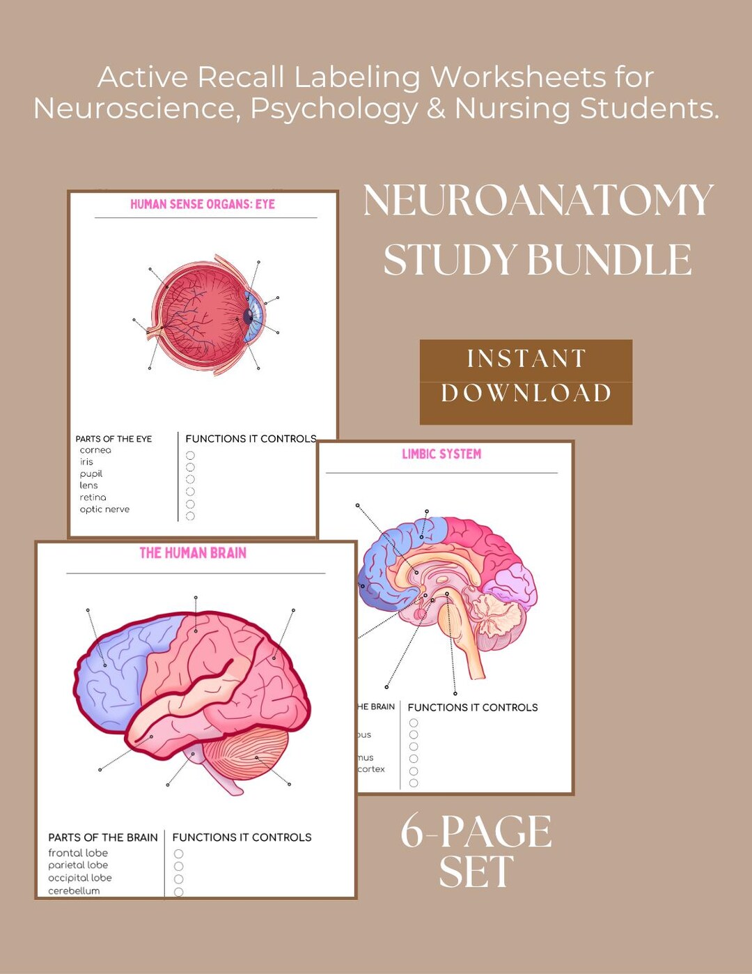 Neuroscience Anatomy Worksheets | Active Recall Study Guide (PDF ...