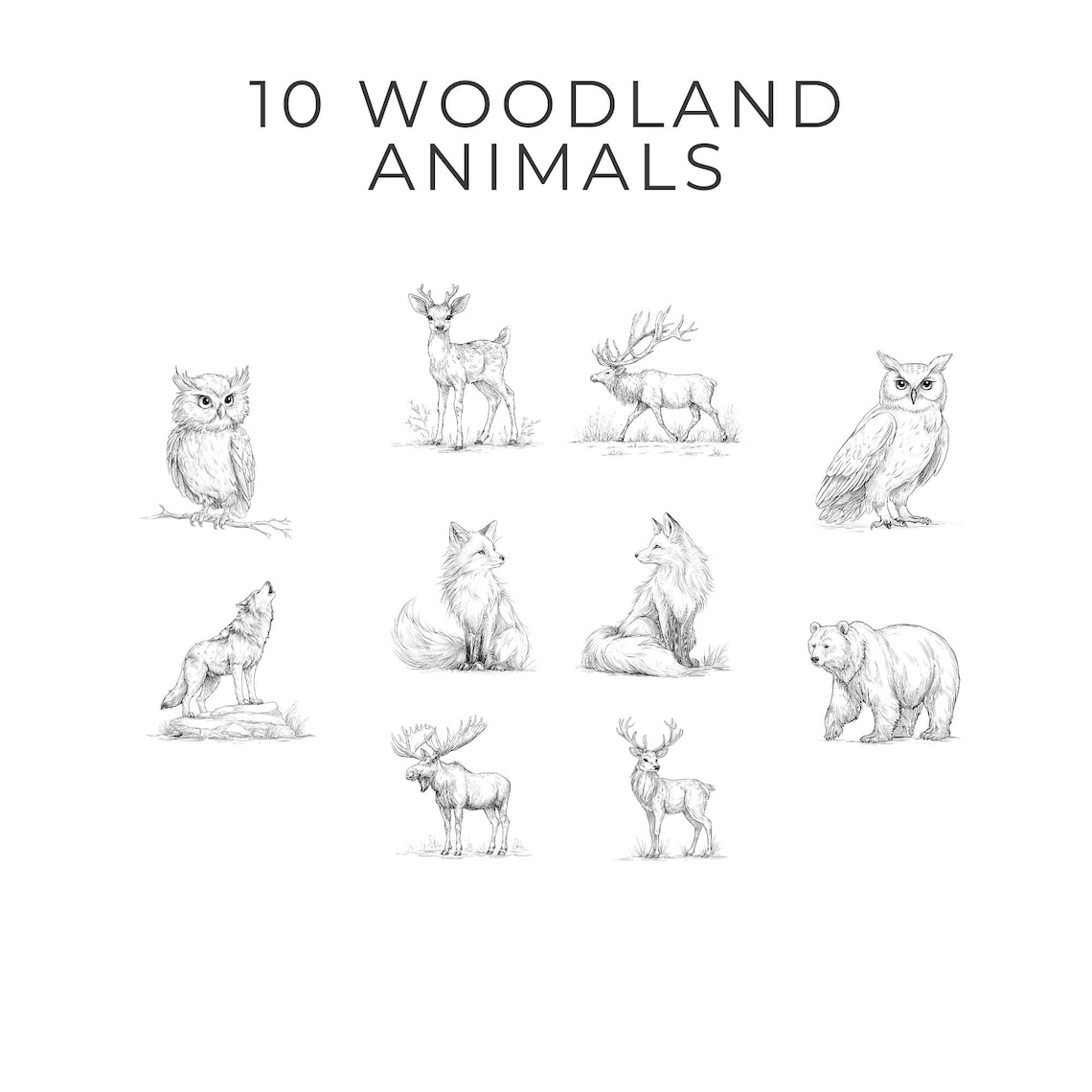 Woodland Animals Clipart, Forest Animal Line Art Pngs for Making ...