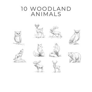 Woodland Animals Clipart, Forest Animal Line Art Pngs for Making ...