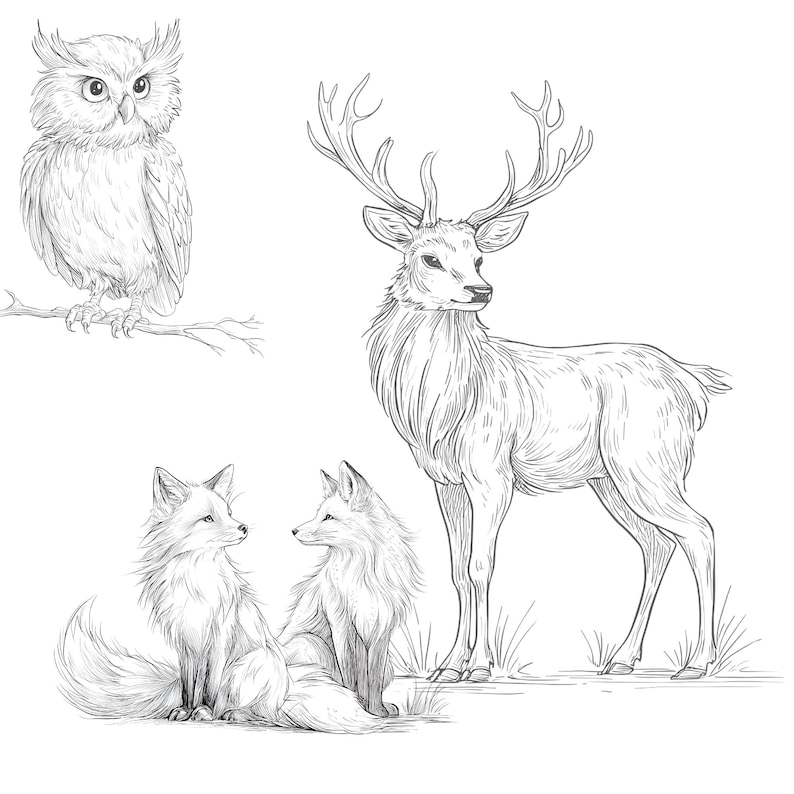 Woodland Animals Clipart, Forest Animal Line Art Pngs for Making ...