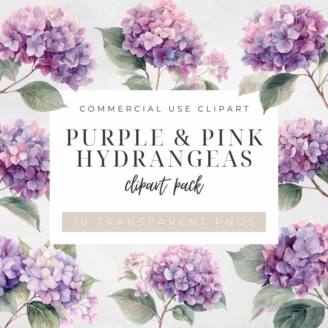 Purple & Pink Hydrangea Clipart Bundle, Watercolor Floral Pngs, Blush ...
