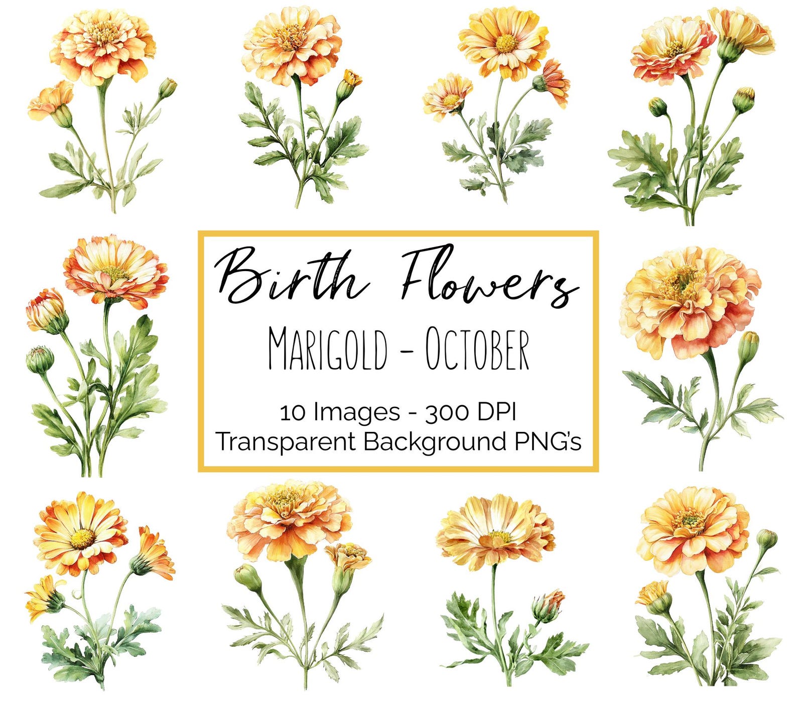 Marigold Clipart PNG | October Birth Month Flower | 10 Marigold Floral ...