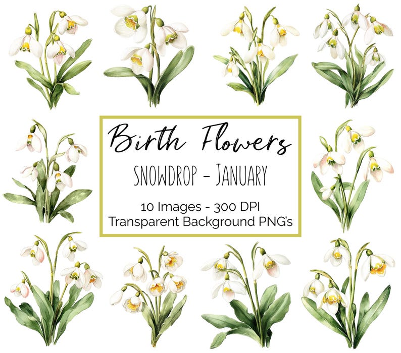 Snowdrop Clipart PNG | January Birth Month Flower | 10 Snowdrop Florals ...