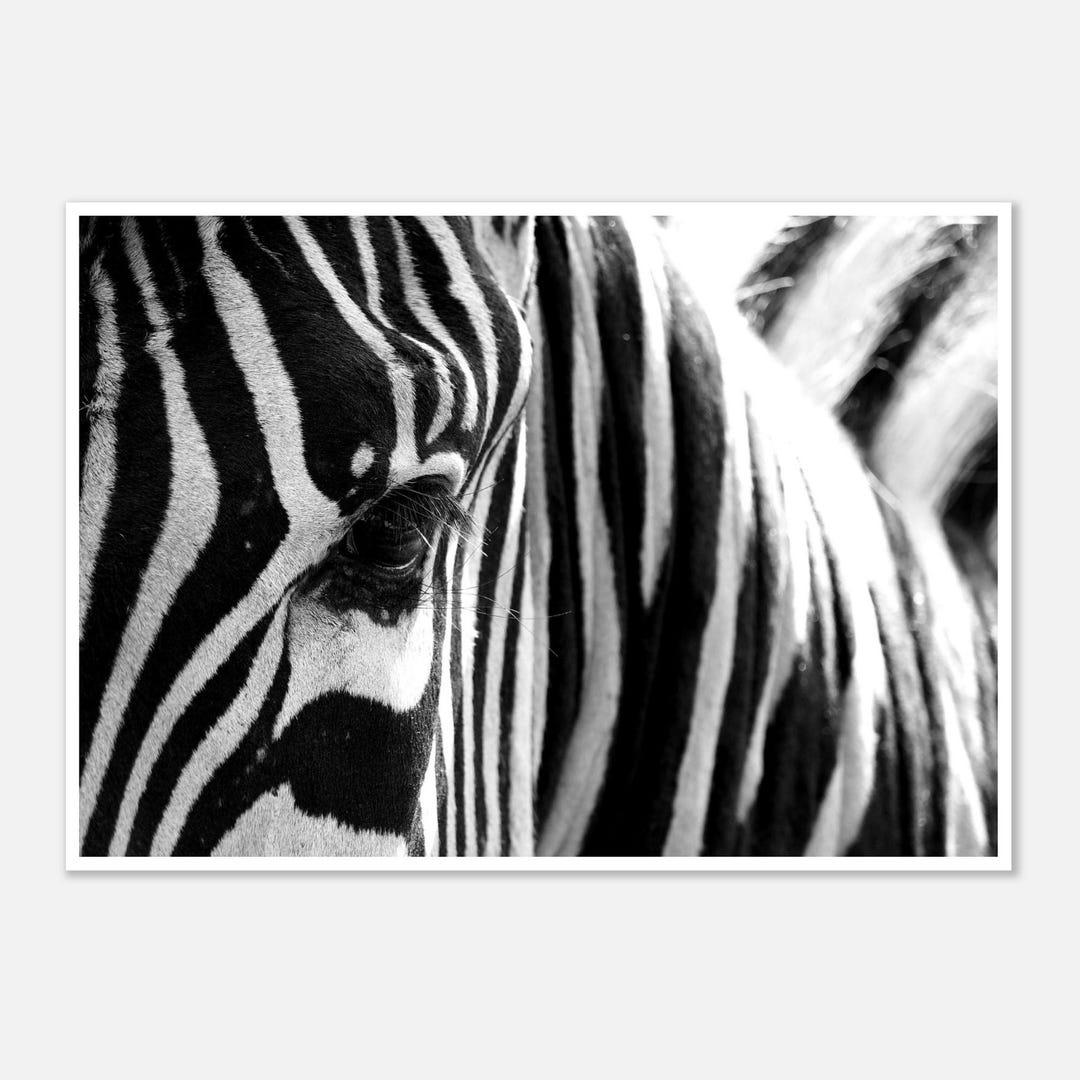 Zebra Stripes Photograph, Black and White Wildlife Art Print - Etsy