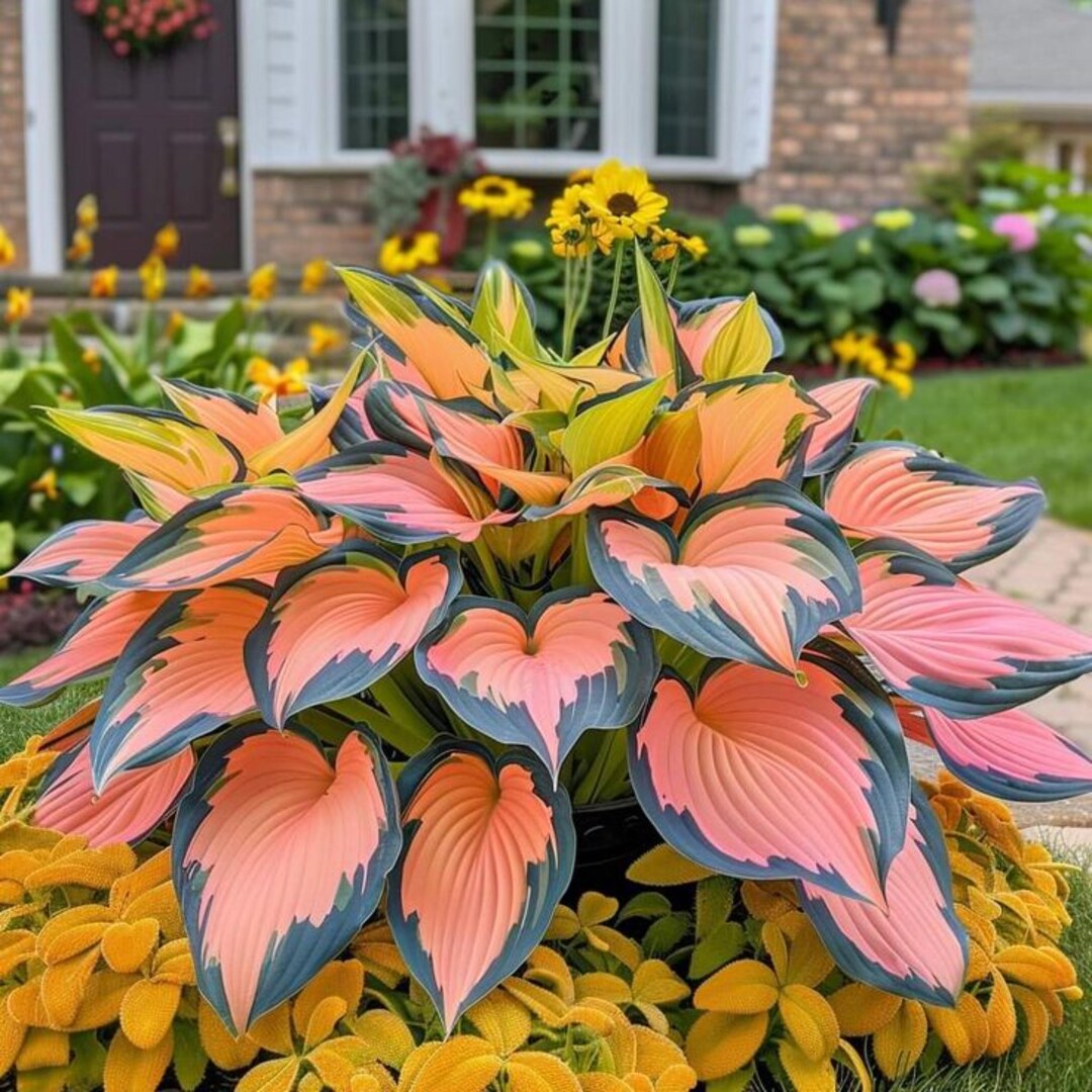 Orange 315+ Mixed Hosta Seeds – Perennial Outdoor Garden Plant - Etsy