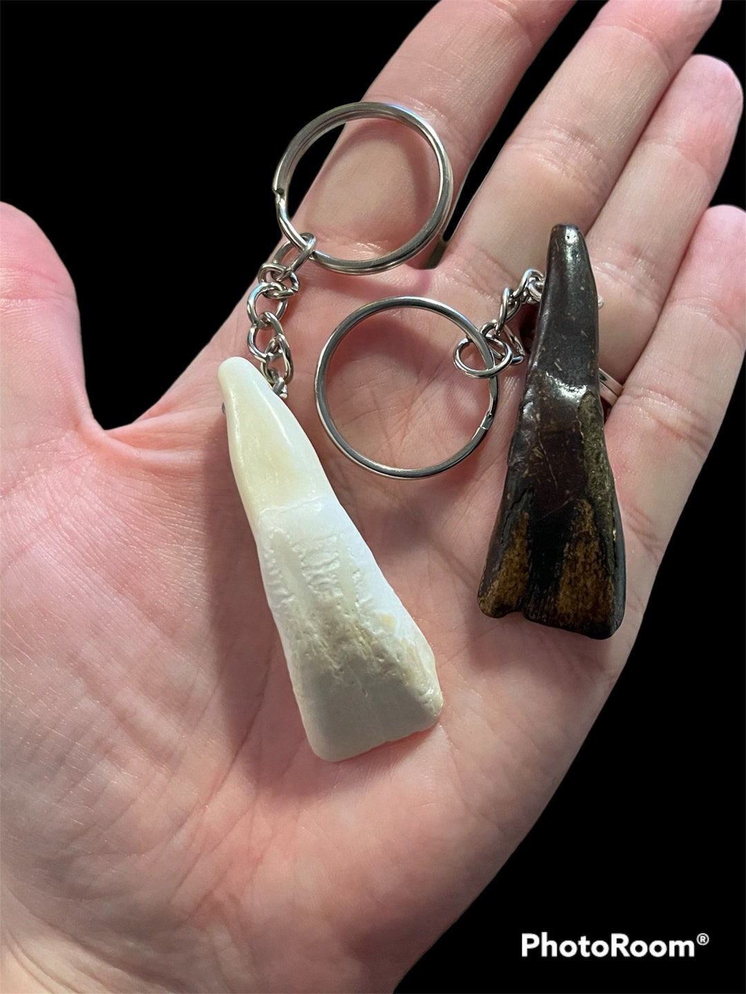 Real Buffalo Tooth Keychain: 1x Bison Tooth Taxidermy Trinket, Rustic ...