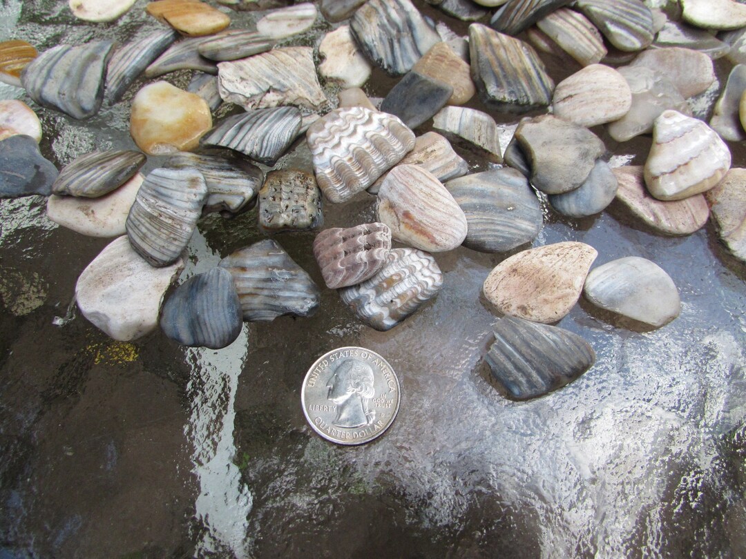 Tumbled Shell Pieces Northern California Redwoods Coastal - Etsy