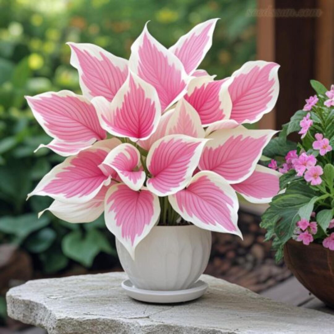 Pink and White 320+ Mixed Rare Hosta Seeds for Planting | Perennial ...