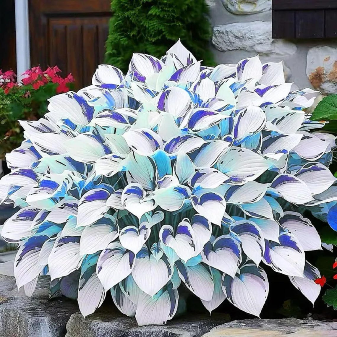 365 White-centered Blue-edged Hosta Seeds | Medium-large Perennial ...