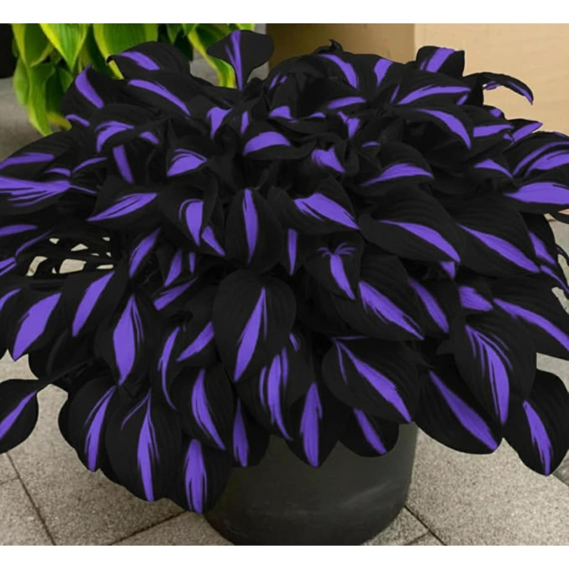 Purple and Black 320+ Mixed Rare Hosta Seeds for Planting | Perennial ...