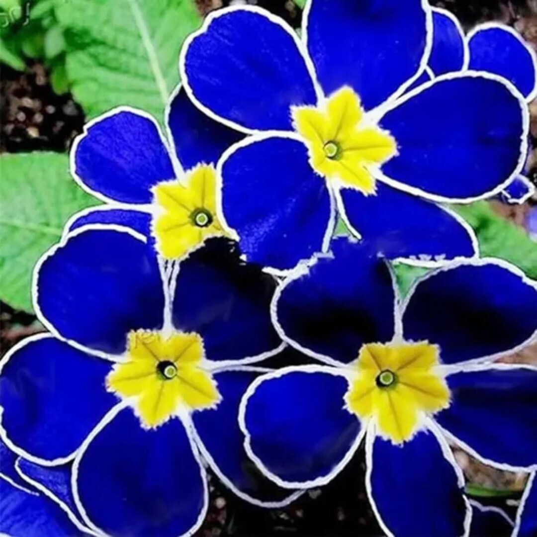 Evening Primrose Seeds | Colorful Fast Growing Flowers | Easy Grow ...