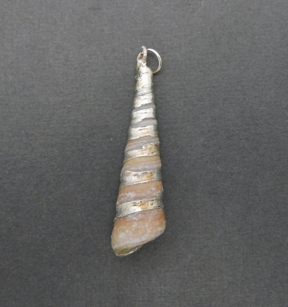 Gorgeous Light Colored Shell With Electroplated Silver Swirled Trim ...