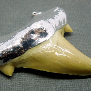 Real Shark Tooth Pendant Charm Silver Electroplated Cap and Bails ...