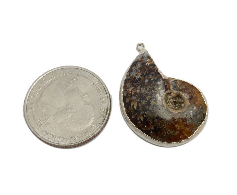 Whole Ammonite Pendant With Electroplated Silver Edge (S82B20-10) - Etsy