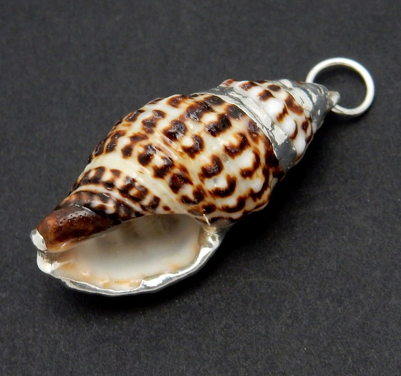 Brown Spotted Seashell With Silver Electroplated Swirl and - Etsy