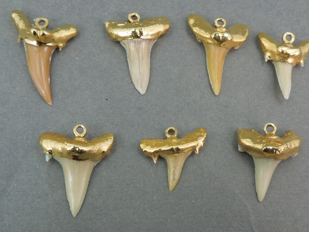 Real Shark Tooth Pendant Charm Dipped in Electroplated 24k Gold-- Small ...