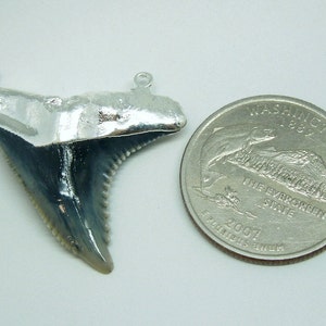 Mako Shark Tooth Double Bail Pendant - Medium Shark Tooth With ...