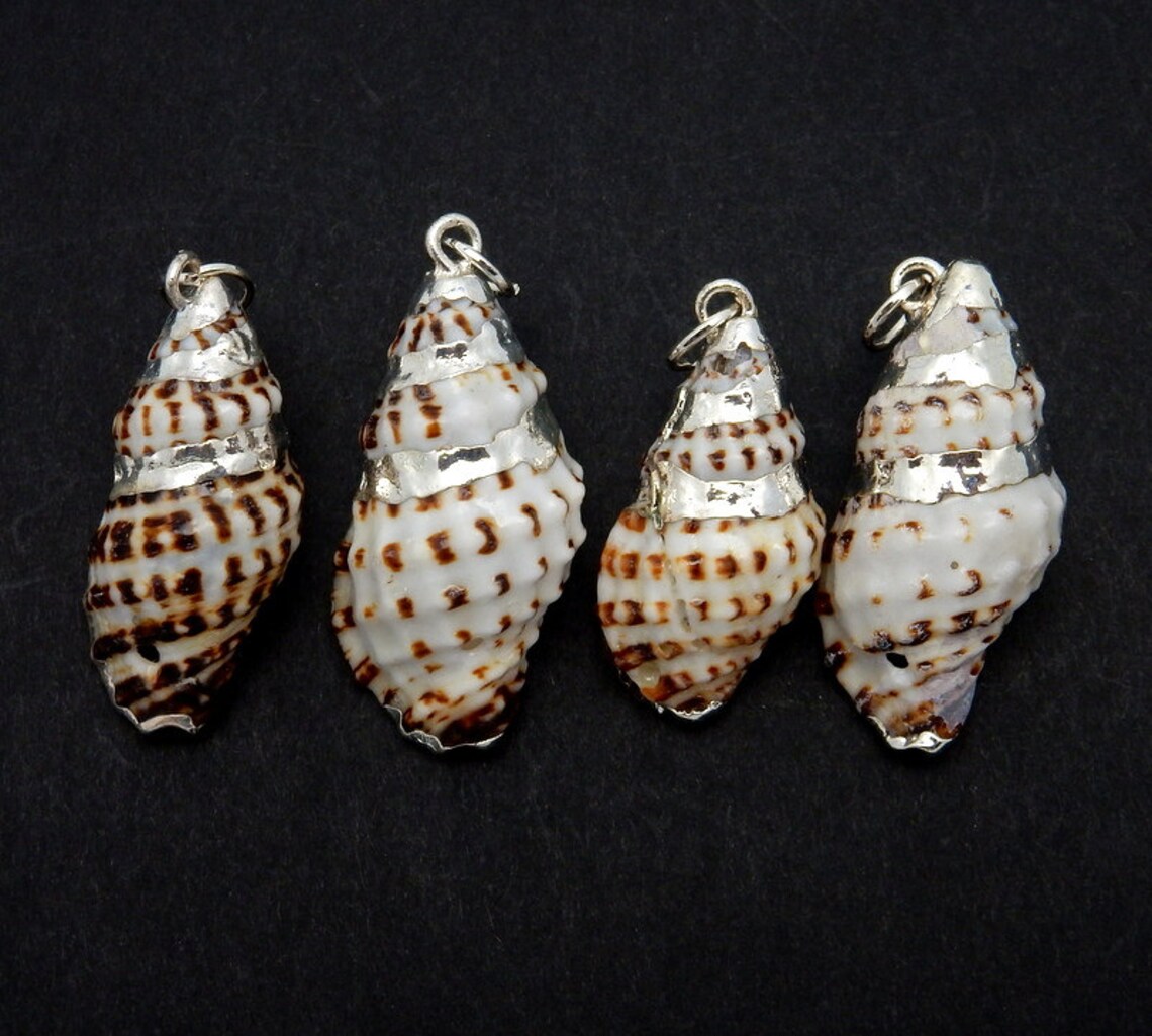 Brown Spotted Seashell With Silver Electroplated Swirl and - Etsy