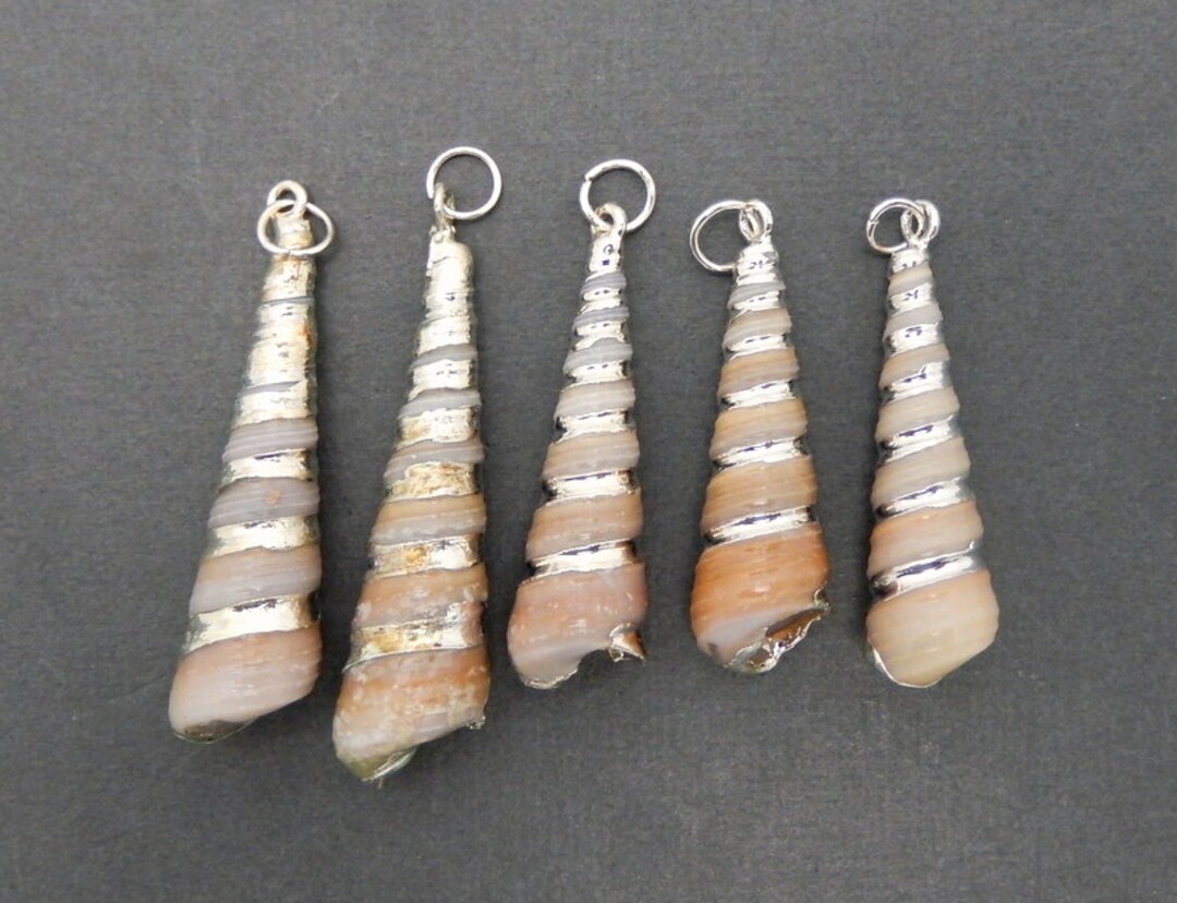 Gorgeous Light Colored Shell With Electroplated Silver Swirled Trim ...