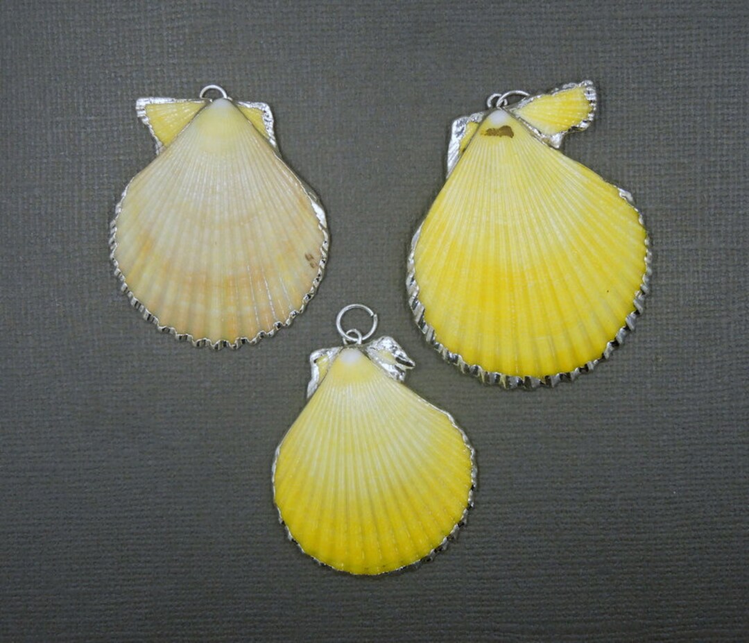 Seashell With Silver Electroplated Edge Bail Pendant - (S33B17-07) - Etsy