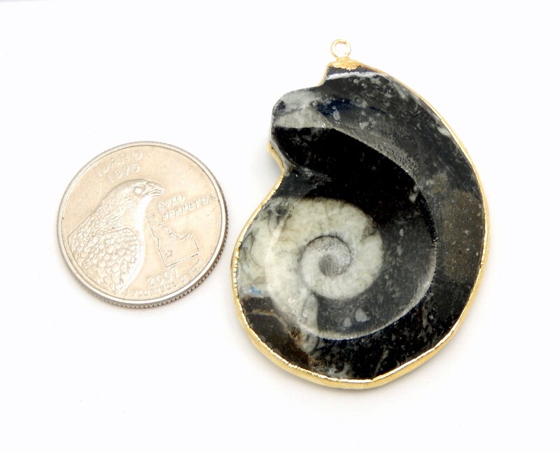 Beautiful Ammonite Pendant With 24k Gold Electroplated Edge- Whole ...