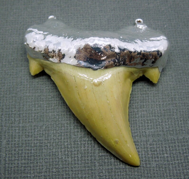 Real Shark Tooth Pendant Charm Silver Electroplated Cap and Bails ...