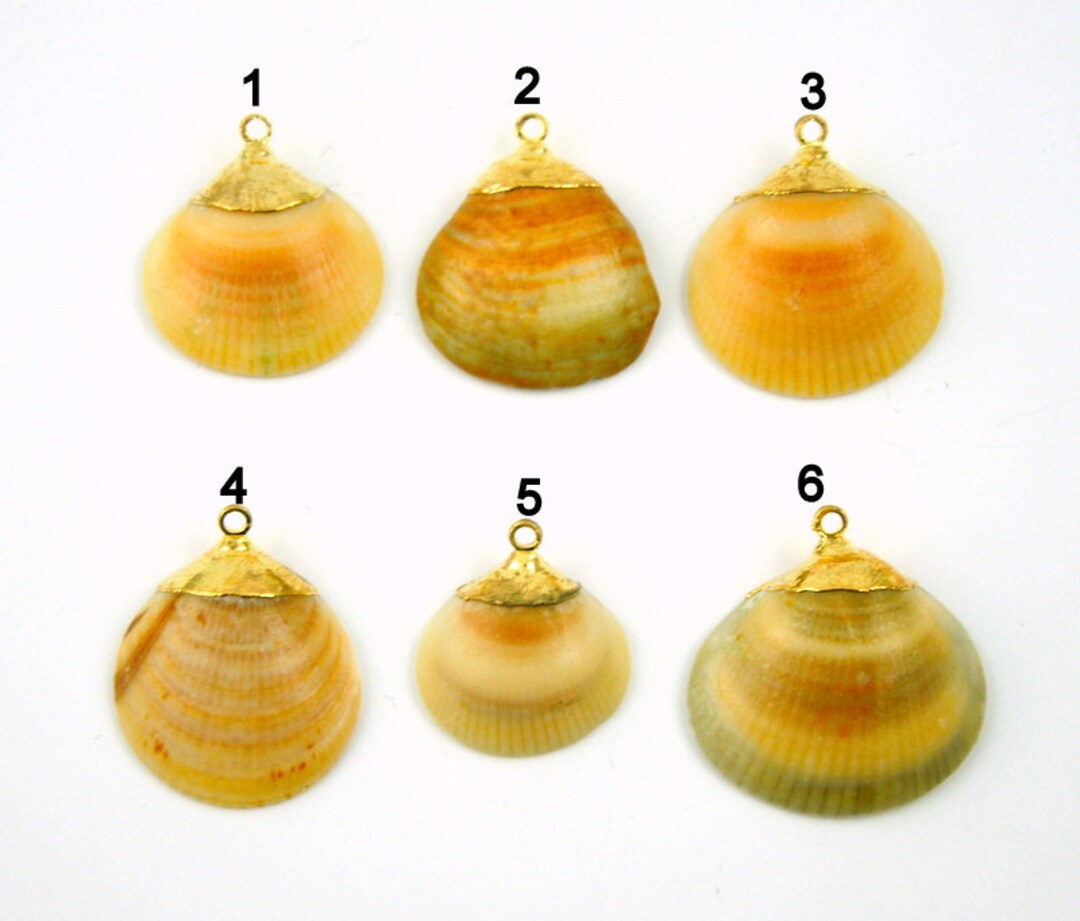 Petite Sea Shell Pendant With 24k Gold Electroplated Cap and Bail Charm ...