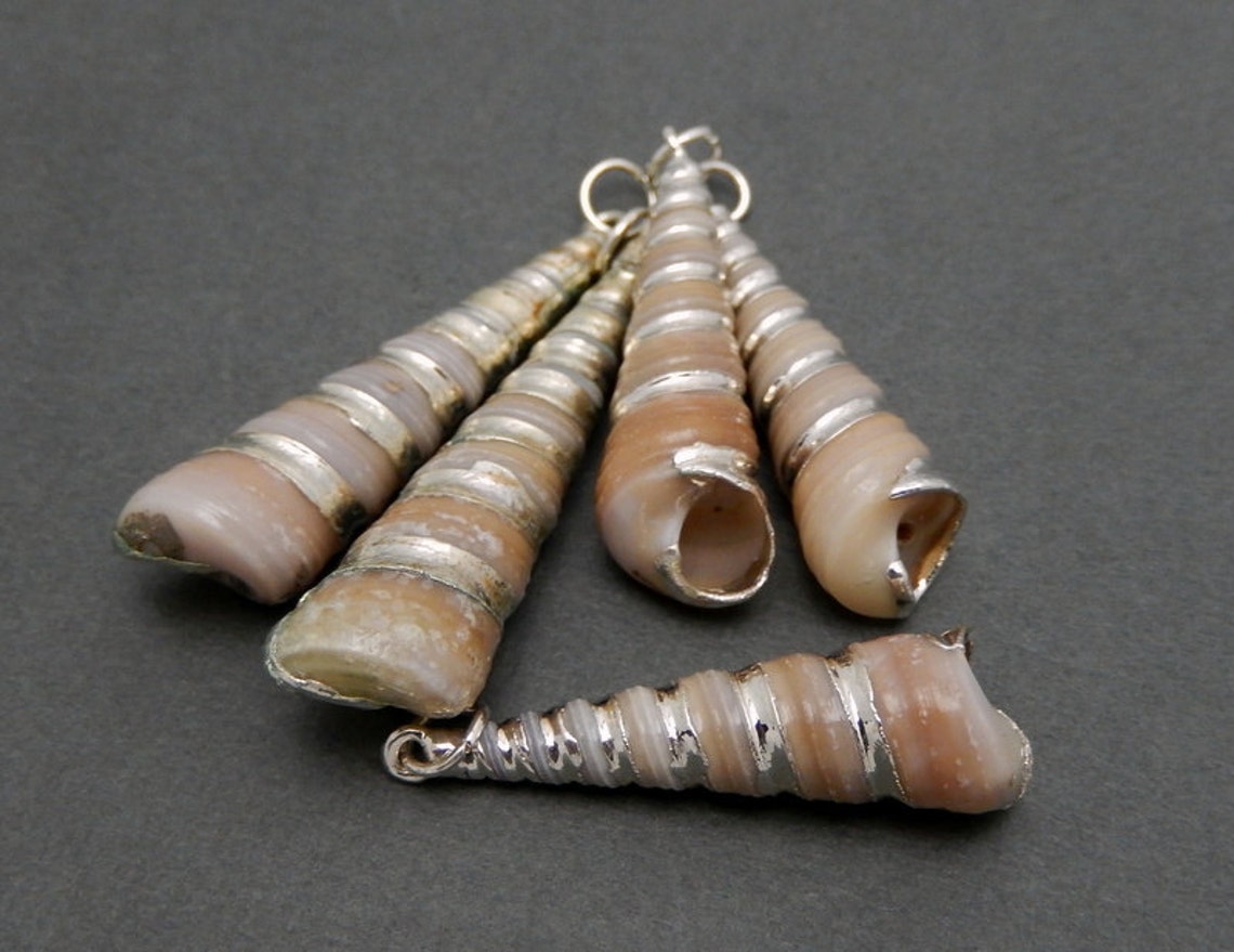 Gorgeous Light Colored Shell With Electroplated Silver Swirled Trim ...