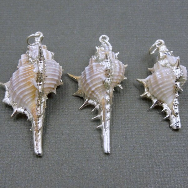 Seashell Jewelry - Etsy