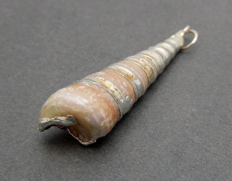 Gorgeous Light Colored Shell With Electroplated Silver Swirled Trim ...