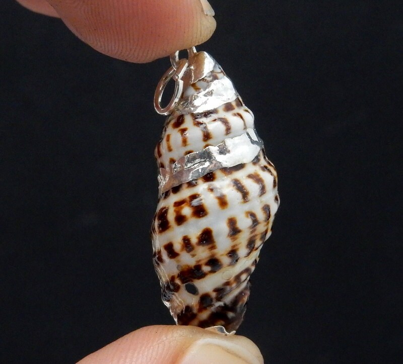 Brown Spotted Seashell With Silver Electroplated Swirl and - Etsy